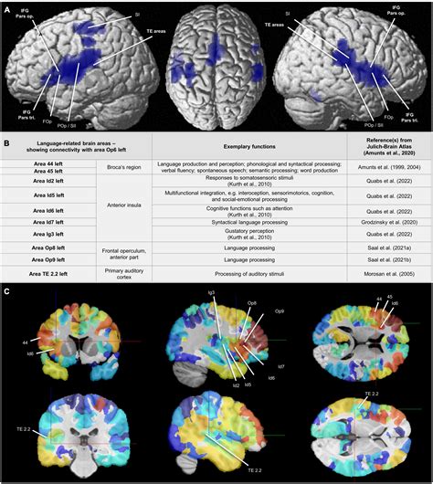 Frontiers Cytoarchitectonic Mapping Of The Human Frontal Operculum