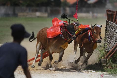 Latihan karapan sapi di Bangkalan - ANTARA News