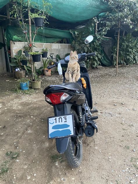 For Those Who Were Interested In Seeing My Pussy R Thailand