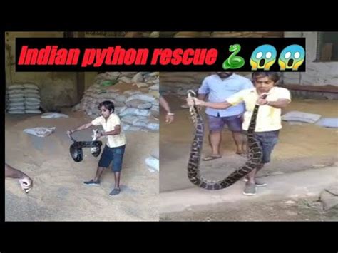 Indian Python Sneak Rescue Youtubeshorts Shortsvideo Shorts Youtubevideo YouTube