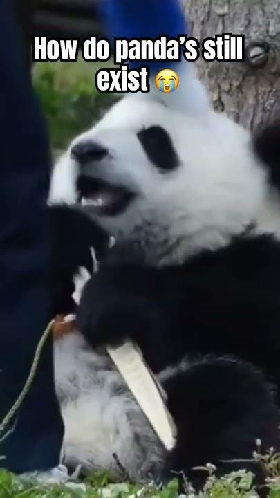 Pandas Shorts Youtube