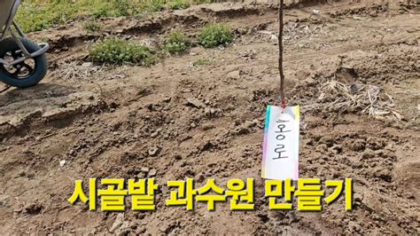 시골 밭 과수원 만들기사과 배 감 대추 복숭아 무화과 배 체리나무 Youtube