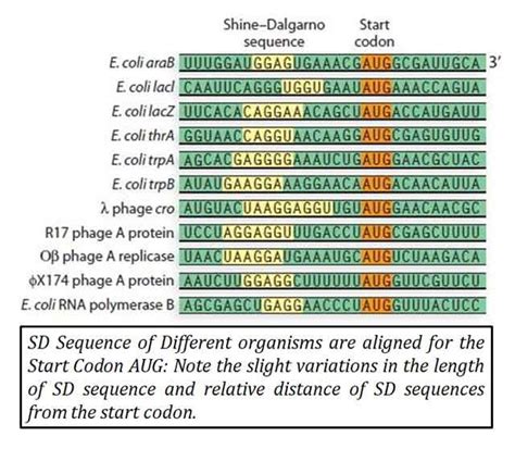 What Is Shine Dalgarno Sequence Easybiologyclass