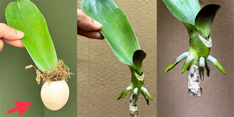 Mastering Orchid Propagation How To Grow Orchids From A Single Leaf Natural Garden Tips