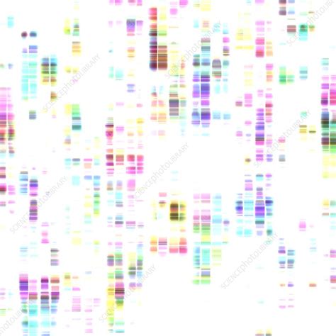 Dna Sequencing Illustration Stock Image F027 2028 Science Photo
