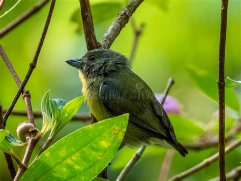 Yellow Rumped Flowerpecker In Borneo Malaysia Stock Image Image Of Asian Nature 324126917