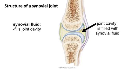 Diagram Of Synovial Joint Structure Synovial Joints Teachpe
