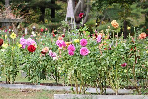 Garden Stakes For Dahlias At Sara Huff Blog