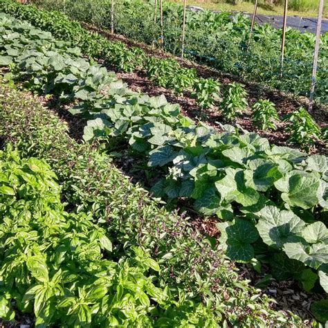 Rows Of Vegetables Deer Fence Starting A Vegetable Garden Berry Bushes