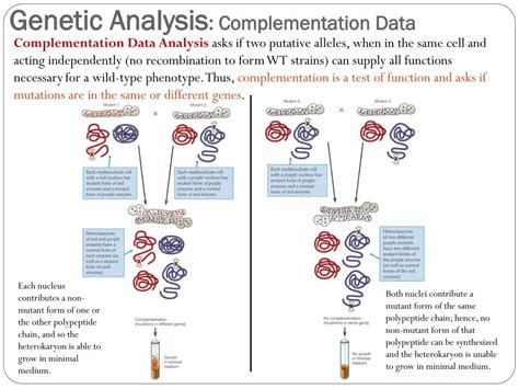 Ppt Genes Genomes And Genetic Analysis Powerpoint Presentation Free Download Id3198350