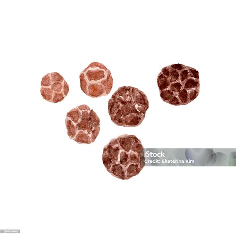 검은 후추 씨앗 그림 흰색 배경에 고립 된 수채화 음식 디자인을 위해 그린 손 향신료 상자 대중음식점 및 다방 메뉴 자연적인 유기 음식 광고 상표 인쇄 갈색에 대한 스톡