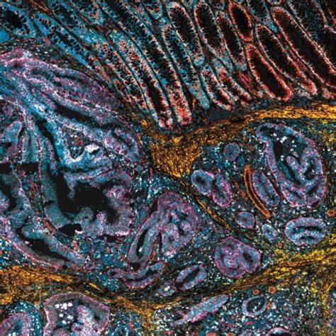 Hollywood International Ltd › Macsima™ Imaging Platform