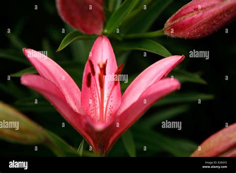 Red Asiatic Lily Hi Res Stock Photography And Images Alamy