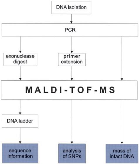 Figure 2 From Maldi Tof Ms Analysis Of Protein And Dna Semantic Scholar