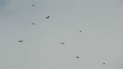 dronedetection object detection dataset and pre trained model by dl