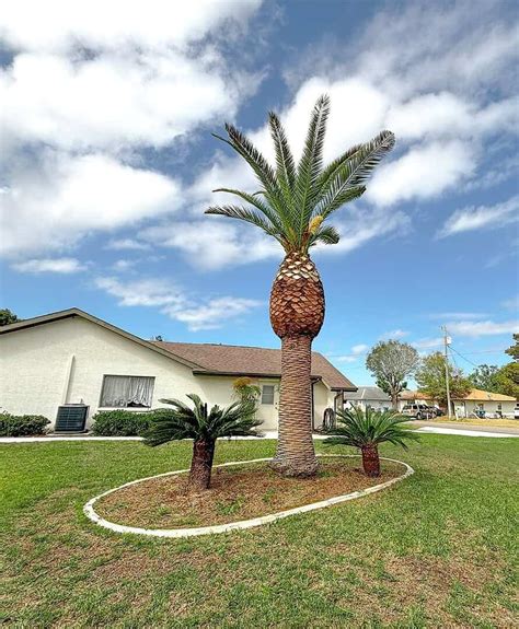 Precision Tree Trimming Pruning Mcguire Tree Service And Land Clearing