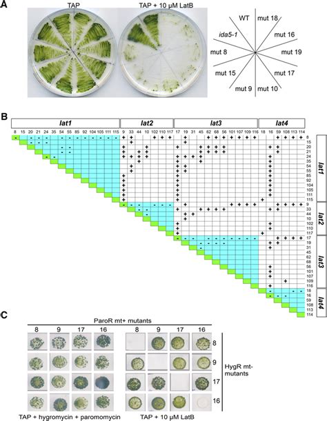 Isolation And Complementation Analysis Of Latb Sensitive Lat Mutants