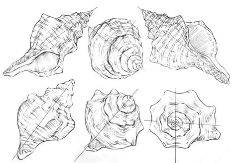 형태 구조 드로잉 소라 Búzio Buzios Desenhos