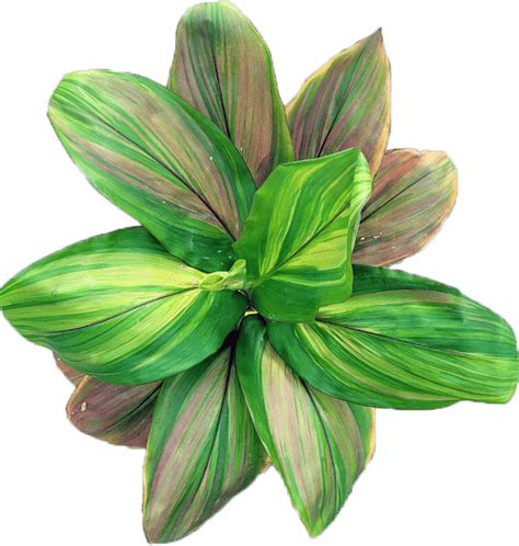 Cordyline Fruticosa Willis Gold Tropics Home