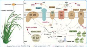 G T Seq Parallel Sequencing Of DNA And RNA Provides Insight Into Secret World Of Cells RNA