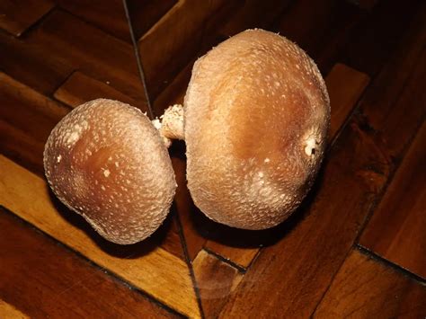 Shiitake Mushroom Lentinula Edodes In Liquid Culture A Comprehensive Guide The Spore Depot