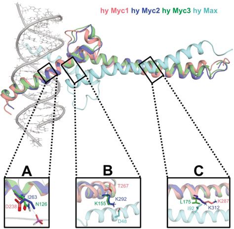 Exemplary Areas With Varying E Box Max Interaction Profiles Within The Download Scientific