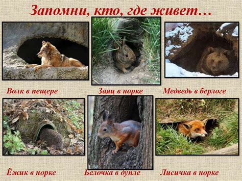Дикие животные. Загадки для дошкольников - презентация онлайн