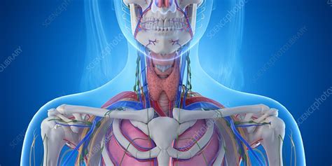 Throat Anatomy Illustration Stock Image F0295759 Science Photo