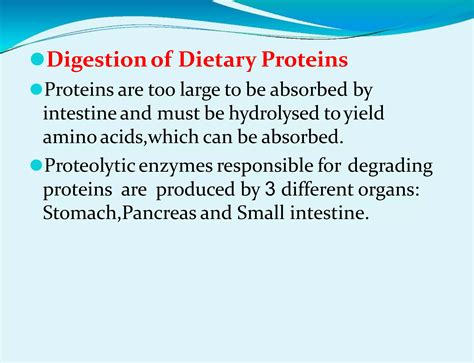 Protien Metabolism Pptx
