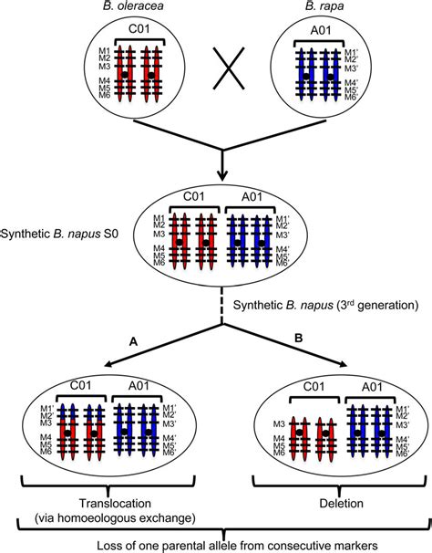 Methodology Used To Analyze The SNP Genotyping Data Obtained From The Download Scientific