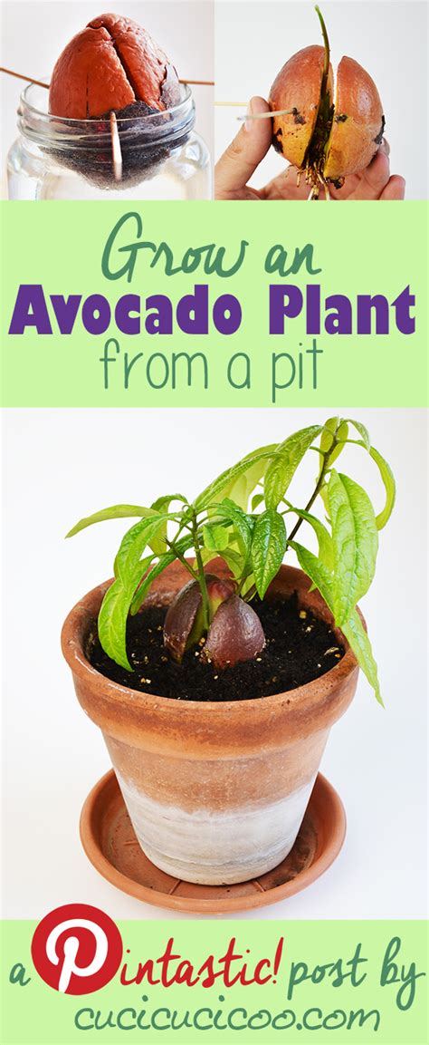 How To Grow Avocado Plant From The Pit At Caitlyn Tooth Blog
