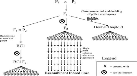 Role Of Segregating Populations In Crop Improvement