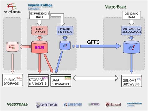 Ppt Gene Expression Data In Vectorbase Powerpoint Presentation Free