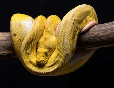 Yellow Python Wrapped Around A Branch Stock Illustration Illustration Of Generated Branch