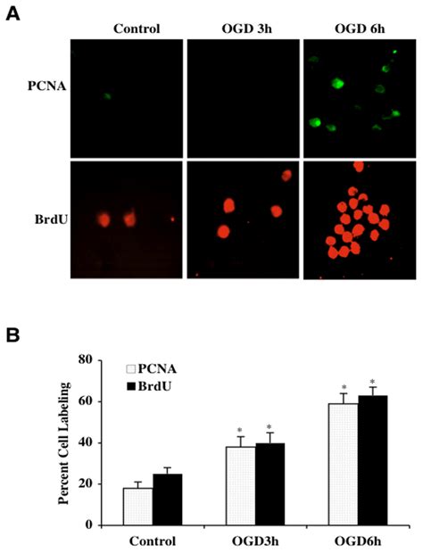 Early Microglial Activation And Proliferation Is Present With Ogd A