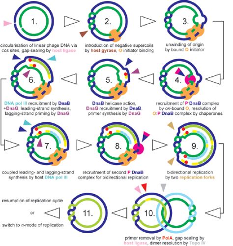 Figure 1 From Bacteriophage Replication Modules Semantic Scholar