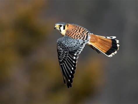 American Kestrel