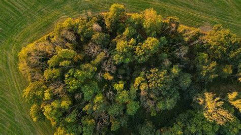 Is It A Park Is It A Council Green Space No Its A ‘tiny Forest