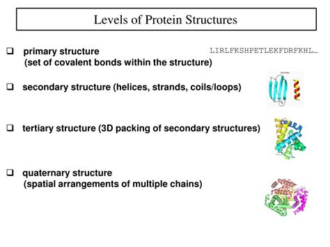 Ppt Protein Structure Primary Powerpoint Presentation