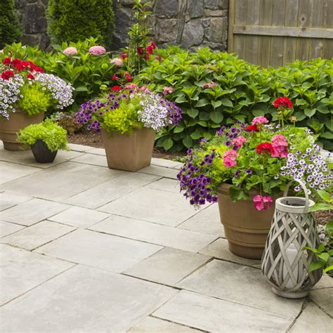 Boldly™ Lavender Rose Geranium Pelargonium Interspecific Proven