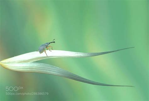 Macro Photography Of A Tiny Eye
