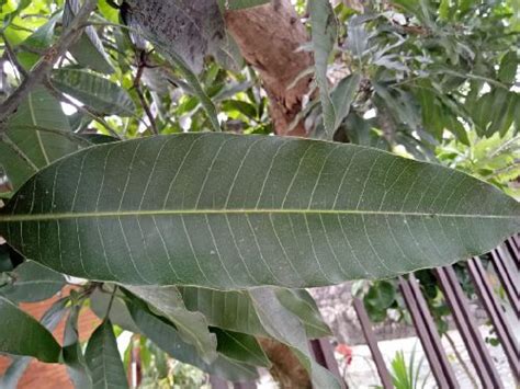 Mango Pests Object Detection Dataset And Pre Trained Model By Project