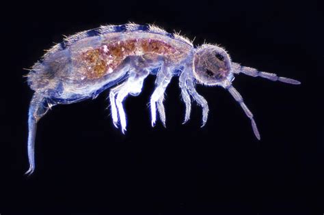 Has Anyone Had A Springtail Infestation In Your Houseplants These Are