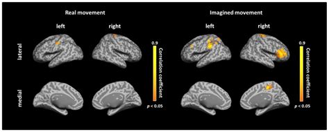 Spatial Distributions Of Significant Correlations Between Decoding Download Scientific Diagram