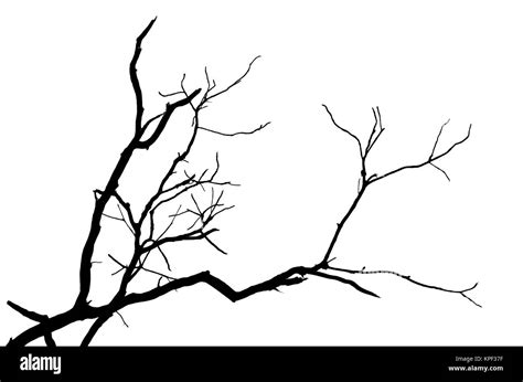 Black Tree Branch Silhouette