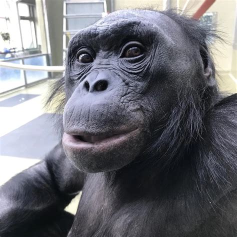 Kanzi Monkey History Wiki Fandom