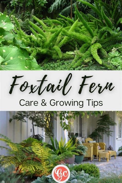 Foxtail Fern Care Tips For Growing Asparagus Densiflorus Ferns