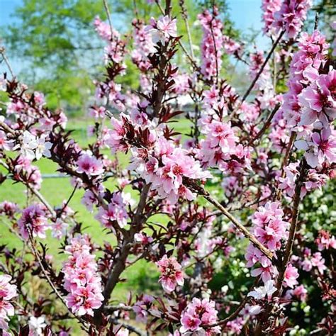 Ornamental Dwarf Peach Tree