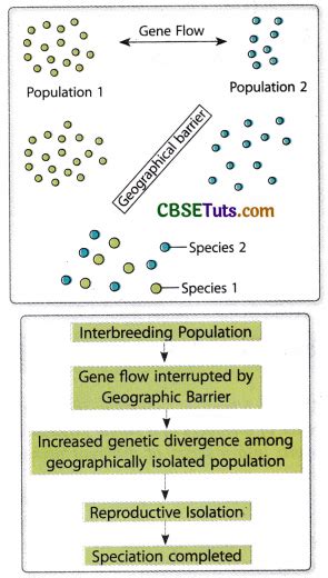 Formation Of New Species By Speciation Definition And Types Cbse Tuts
