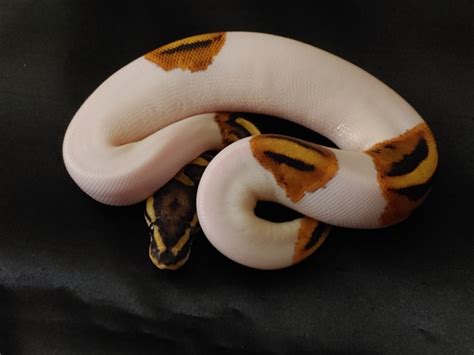 Pied 66 Het G Stripe Ball Python By Jrgreptiles